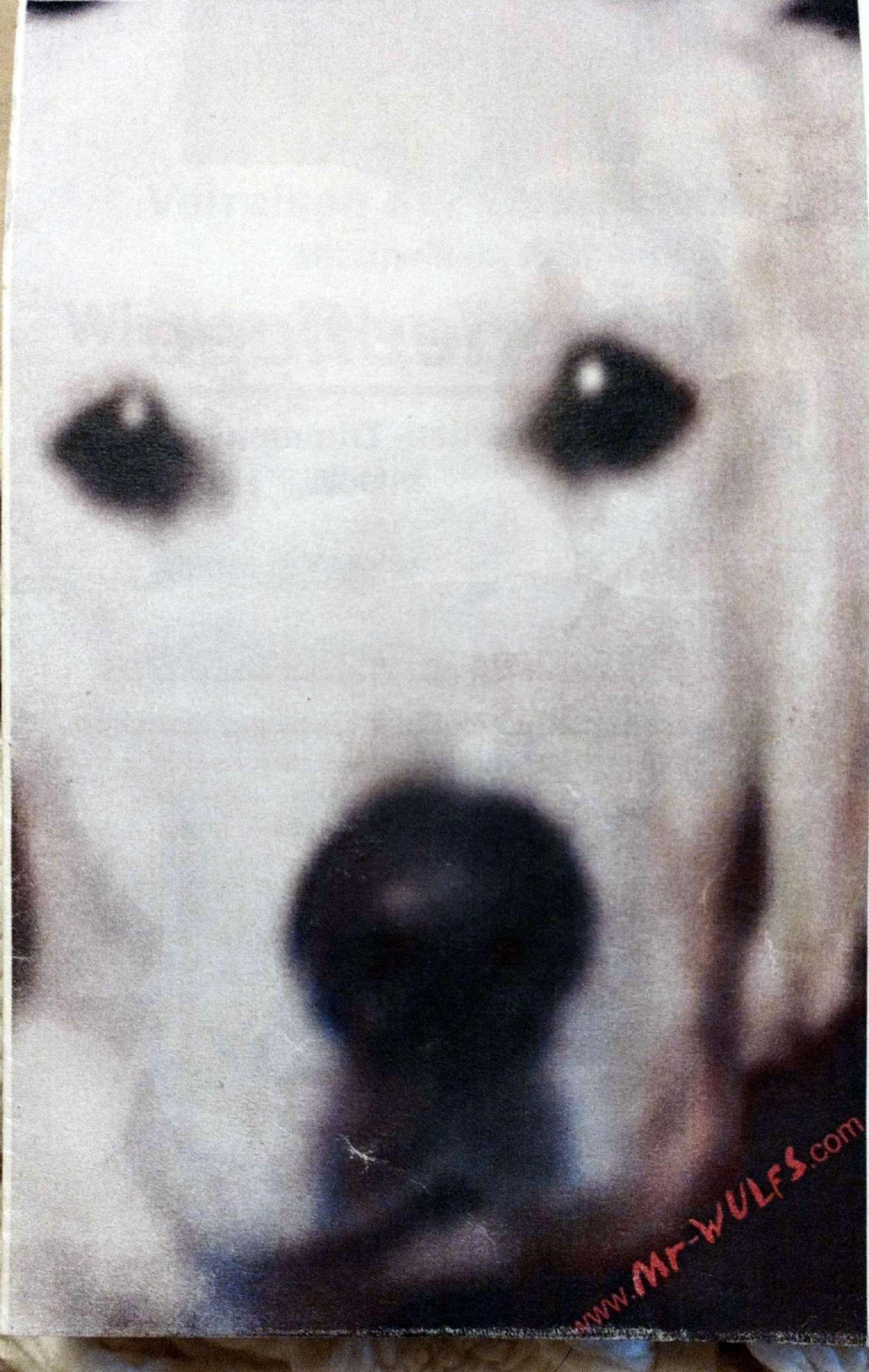 Galerie - Mr Wulf´s